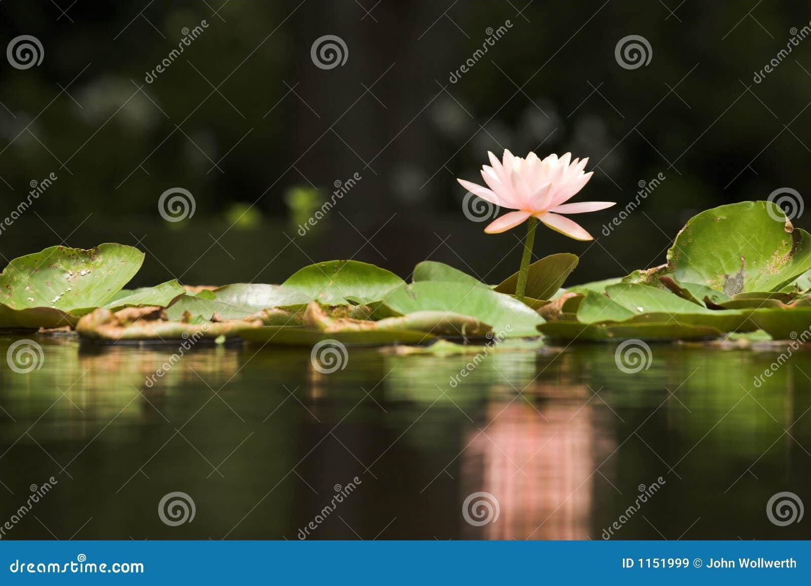 Lilypad stock image. Image of white, lilypad, nature, riparian - 1151999