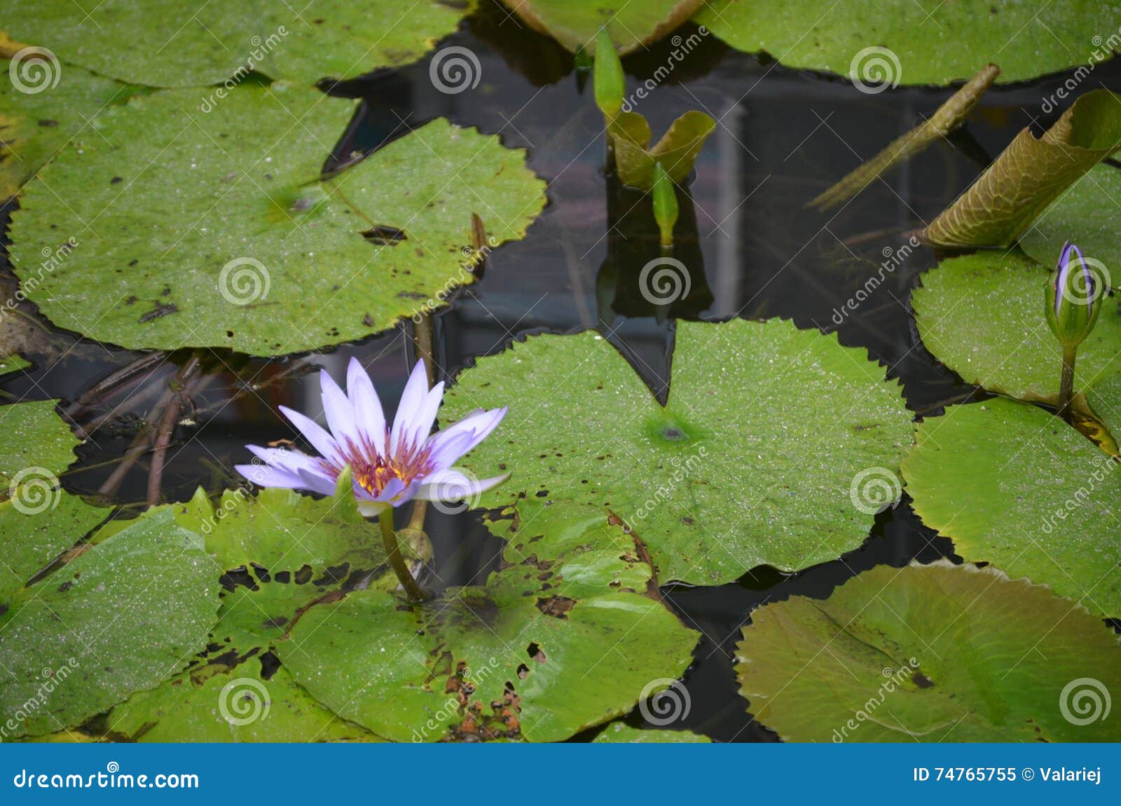 Lilypad Background stock image. Image of pink, pads, bloom - 74765755