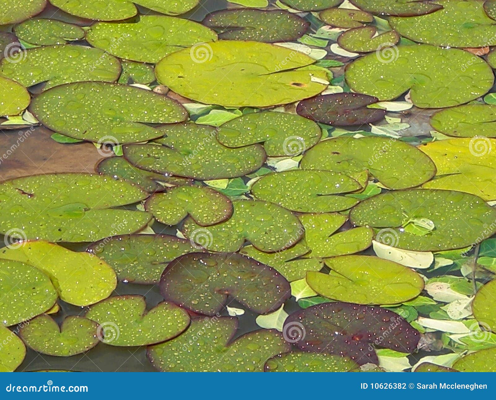 Lilypads after the rain stock photo. Image of brown, green - 10626382