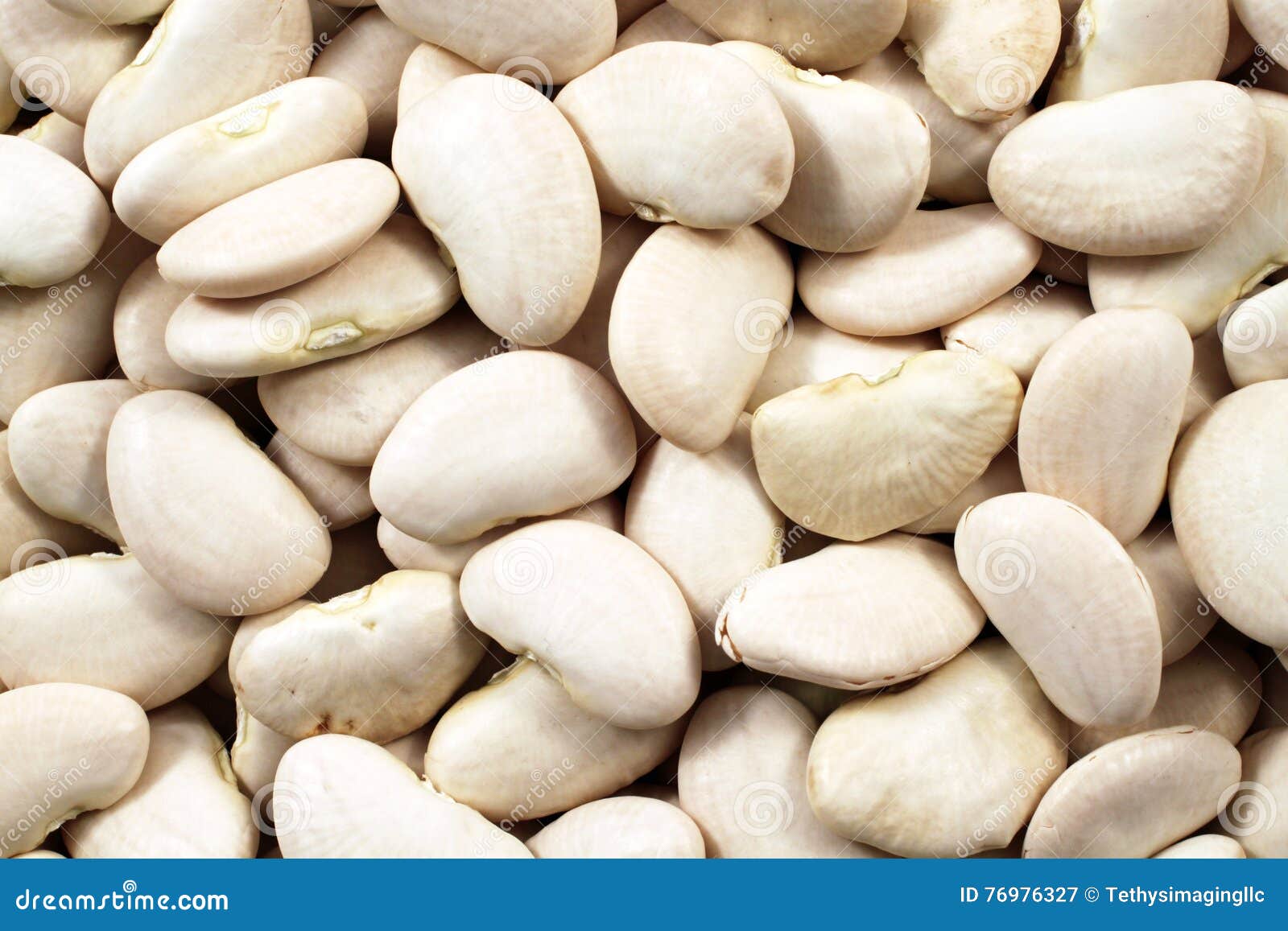 Lima Beans Close Up stock image. Image of healthy, leguminous - 76976327