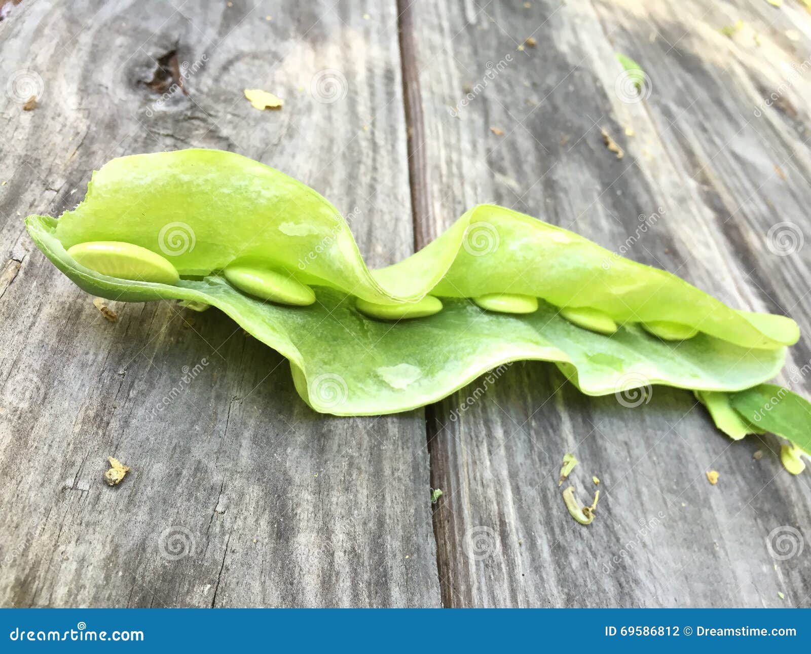 Lima beans stock photo. Image of beans, brown, green - 69586812