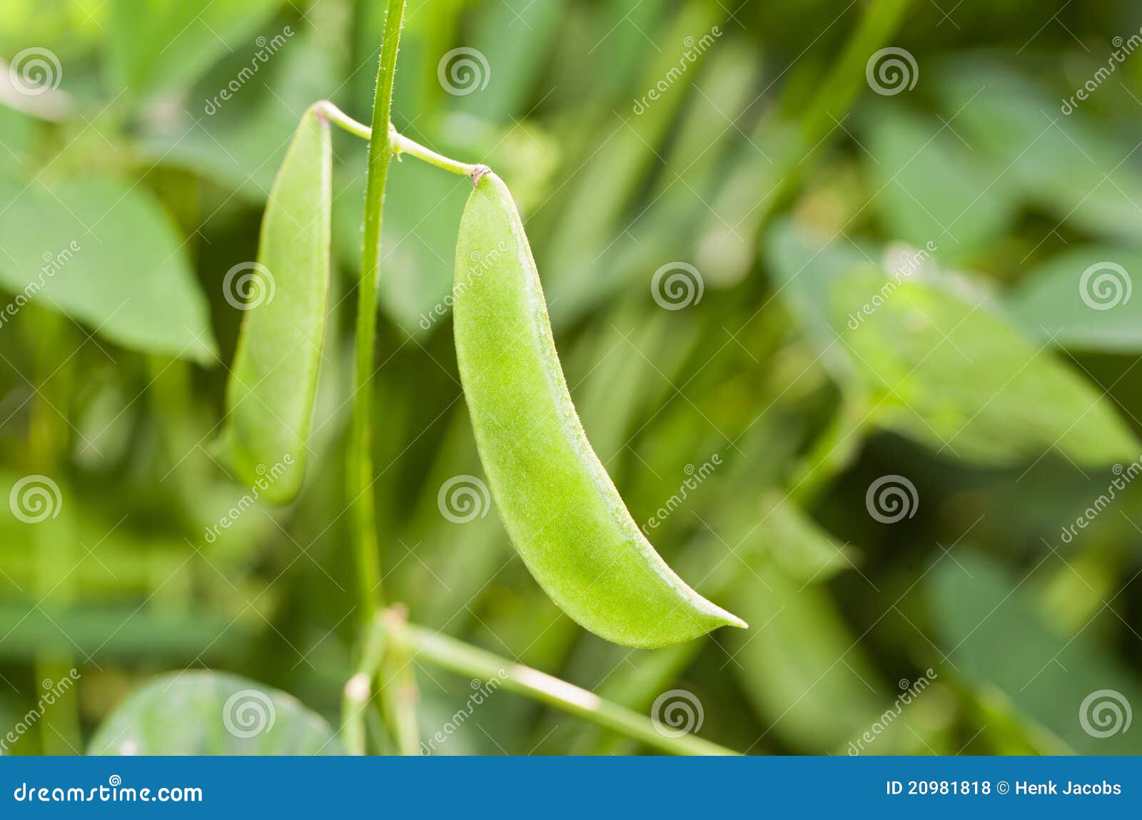 Lima Bonen stock foto. Image of limoen, voedsel, groen - 20981818