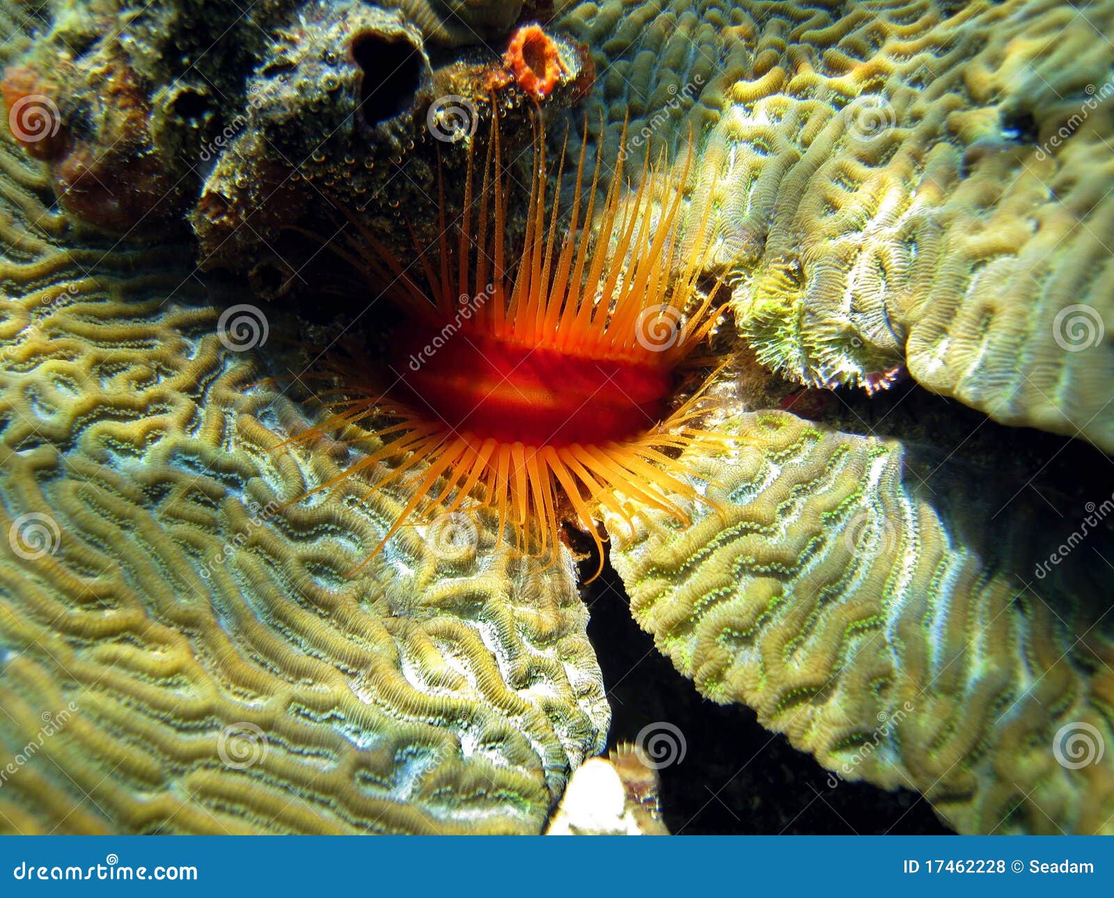 Lima scabra stock photo. Image of life, wildlife, panama - 17462228