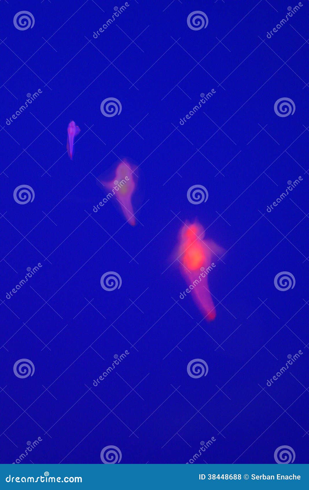 Limacina di Clione fotografia stock. Immagine di piccolo - 38448688