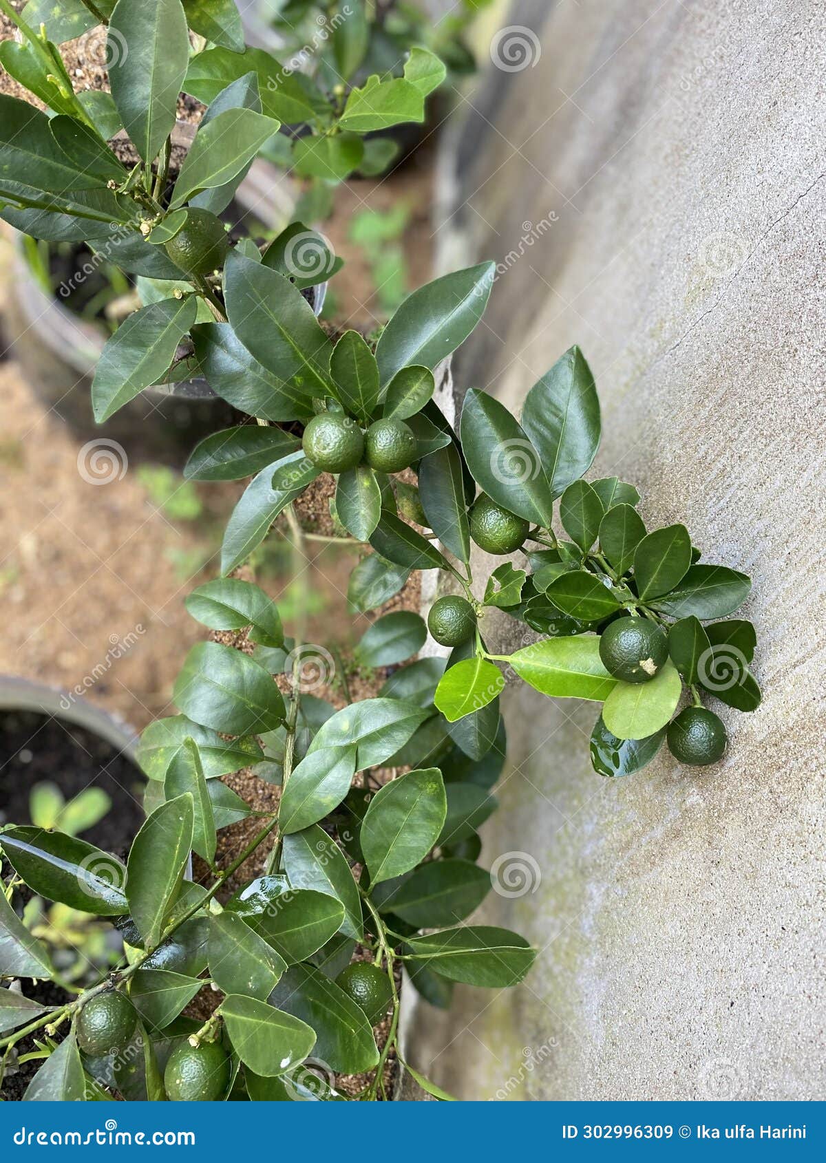 Limau fruit stock image. Image of fruits, kalimantan - 302996309