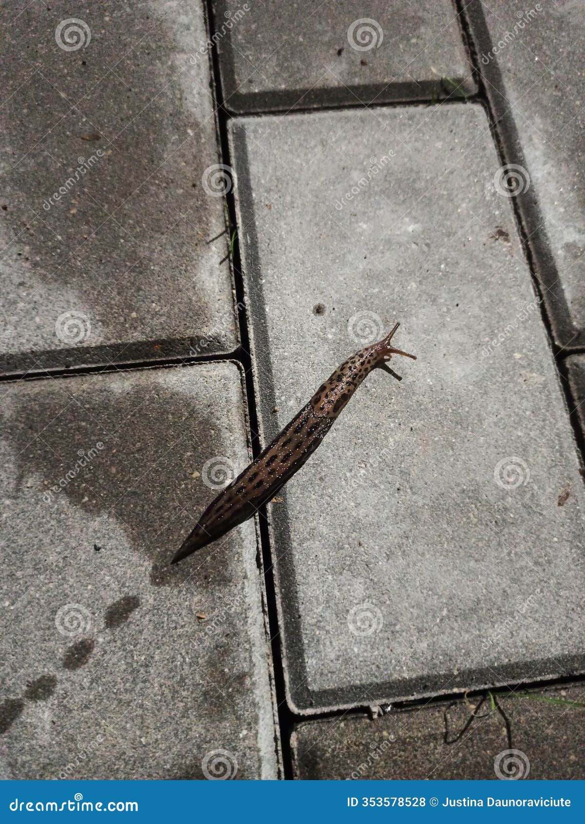 Limax maximus on pavement stock photo. Image of limax - 353578528