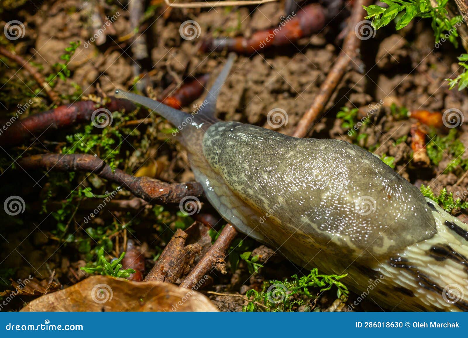 Limax Maximus - Leopard Slug Crawling on the Ground among the Leaves ...