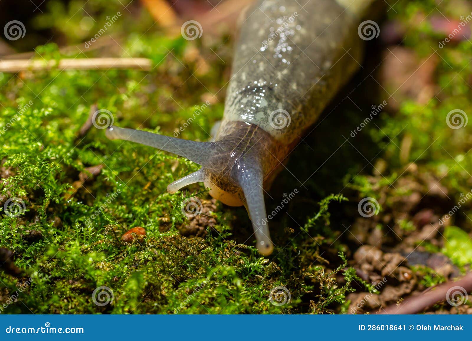 Limax Maximus - Leopard Slug Crawling on the Ground among the Leaves ...