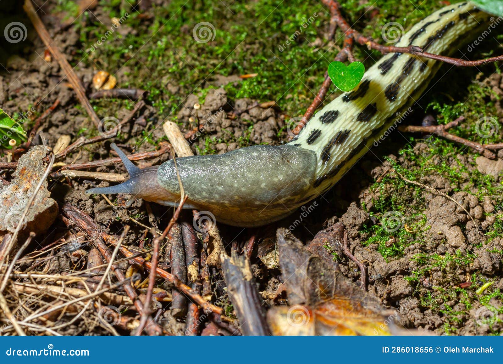 Limax Maximus - Leopard Slug Crawling on the Ground among the Leaves ...