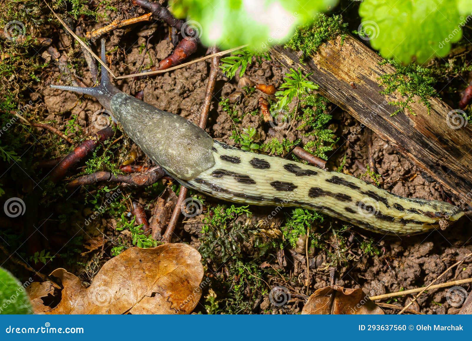 Limax Maximus - Leopard Slug Crawling on the Ground among the Leaves ...
