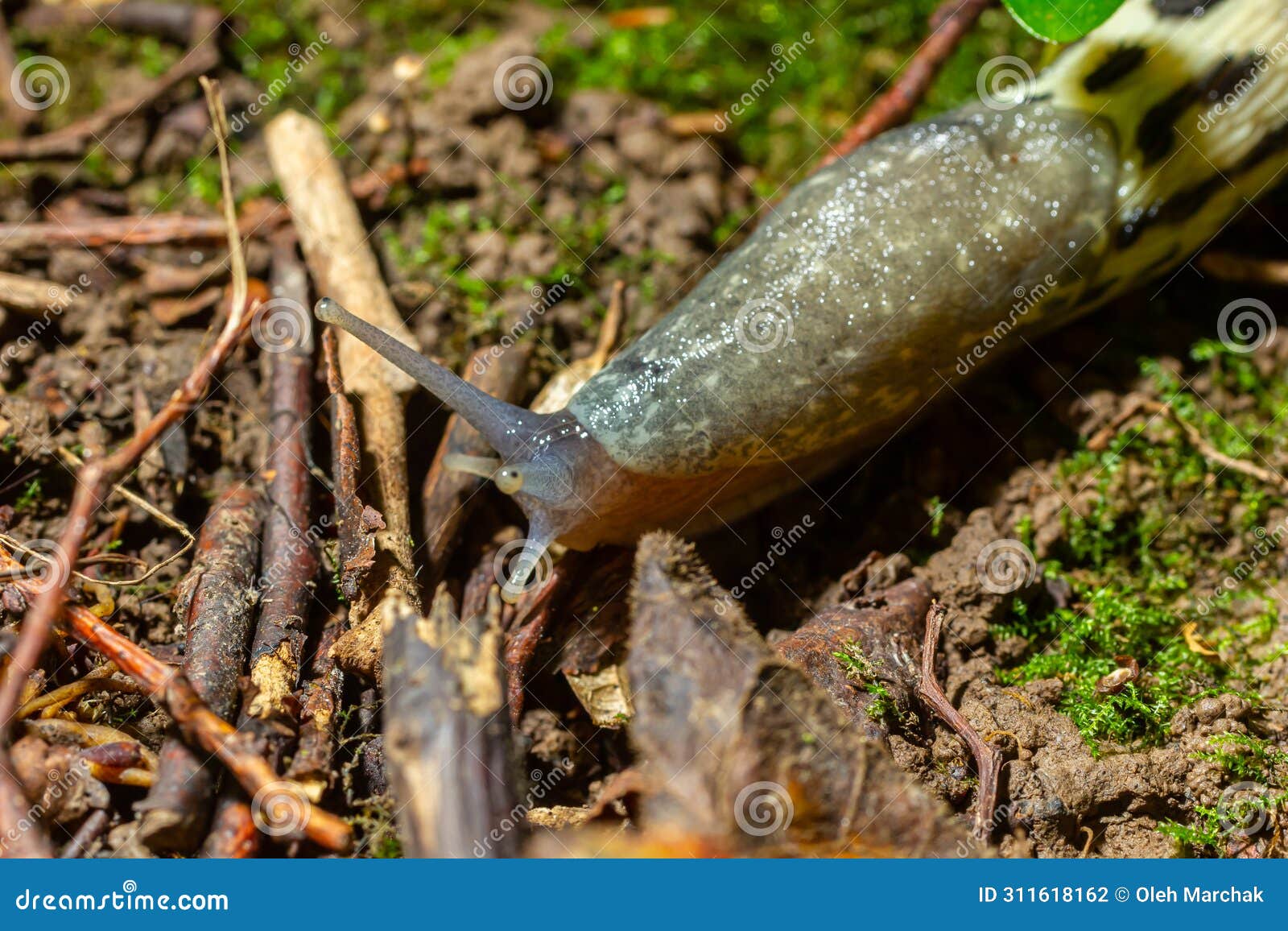 Limax Maximus - Leopard Slug Crawling on the Ground among the Leaves ...