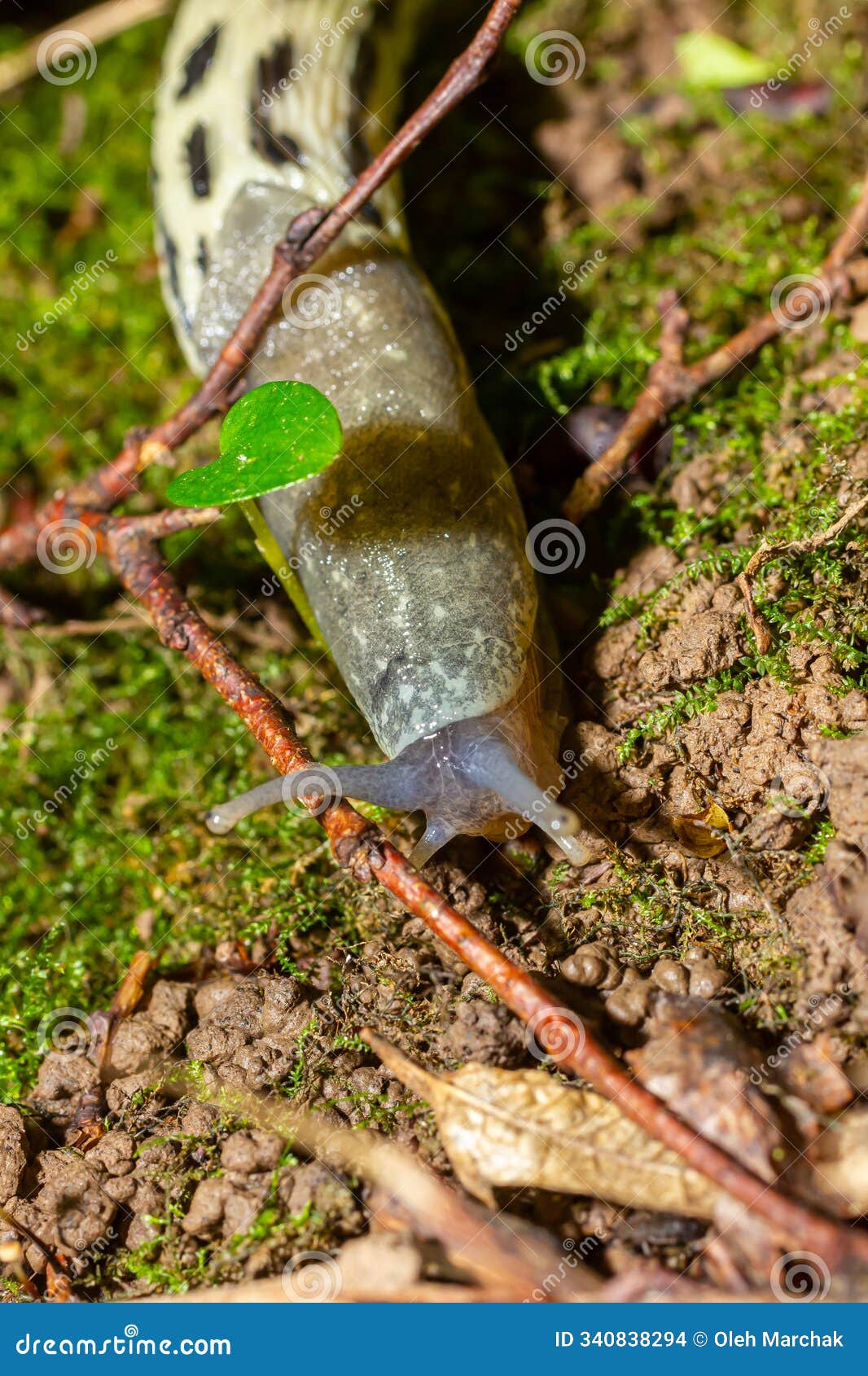 Limax Maximus - Leopard Slug Crawling on the Ground among the Leaves ...