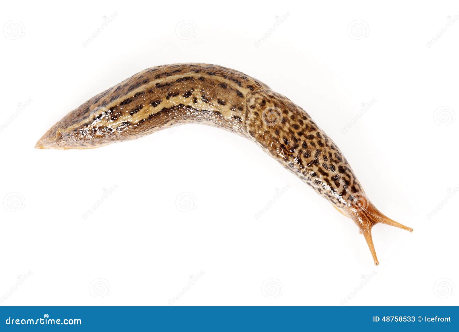 Limax Maximus - Leopard Slug Stock Image - Image of white, limacidae ...