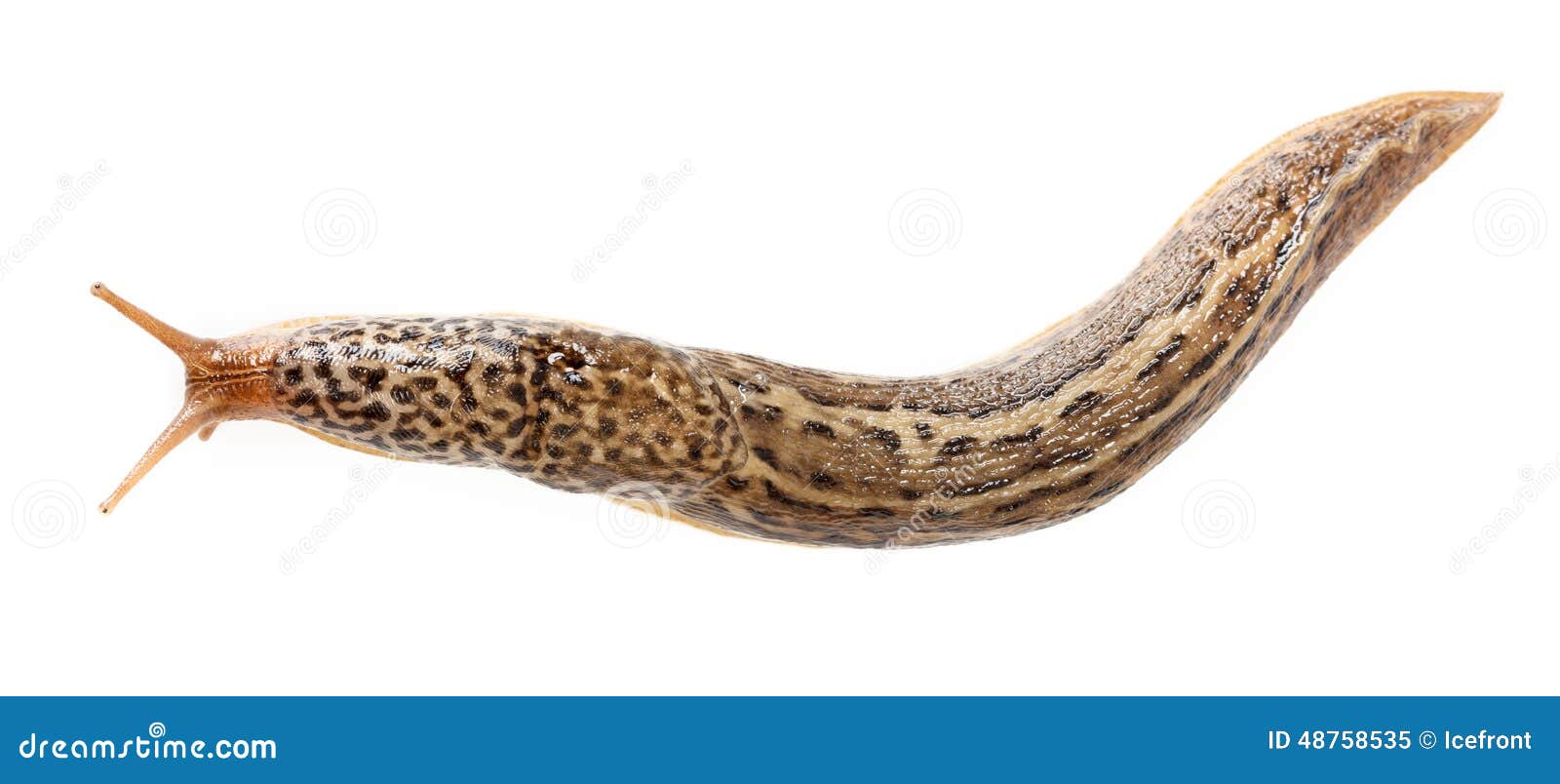 Limax Maximus - Leopard Slug Stock Image - Image of tentacles ...