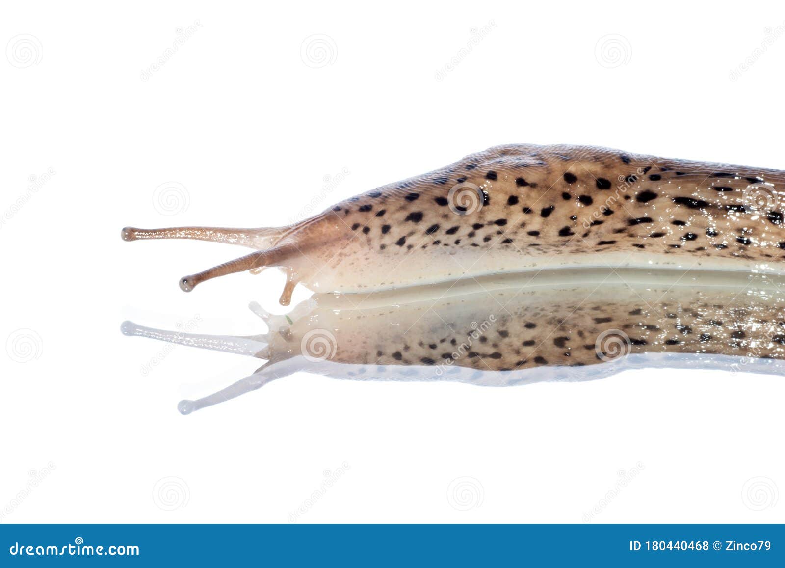 Slugs, Limax Maximus, And Snail, Capea Nemoralis, Together Royalty-Free ...