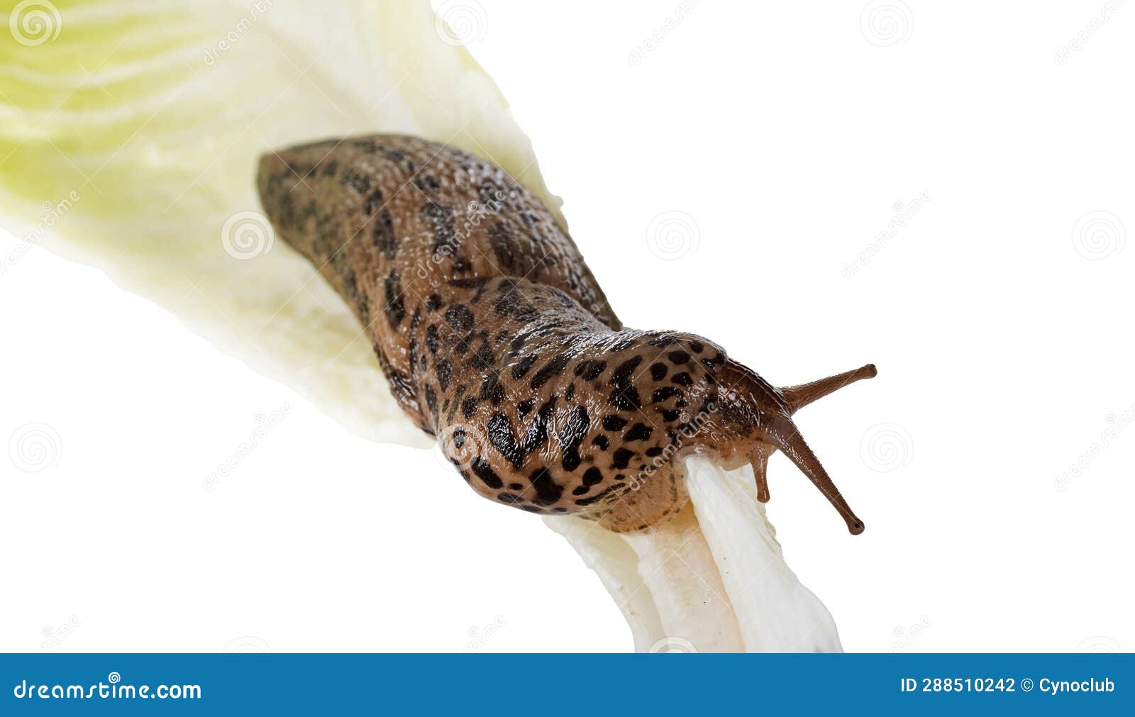 Limax maximus in studio stock photo. Image of gastropod - 288510242