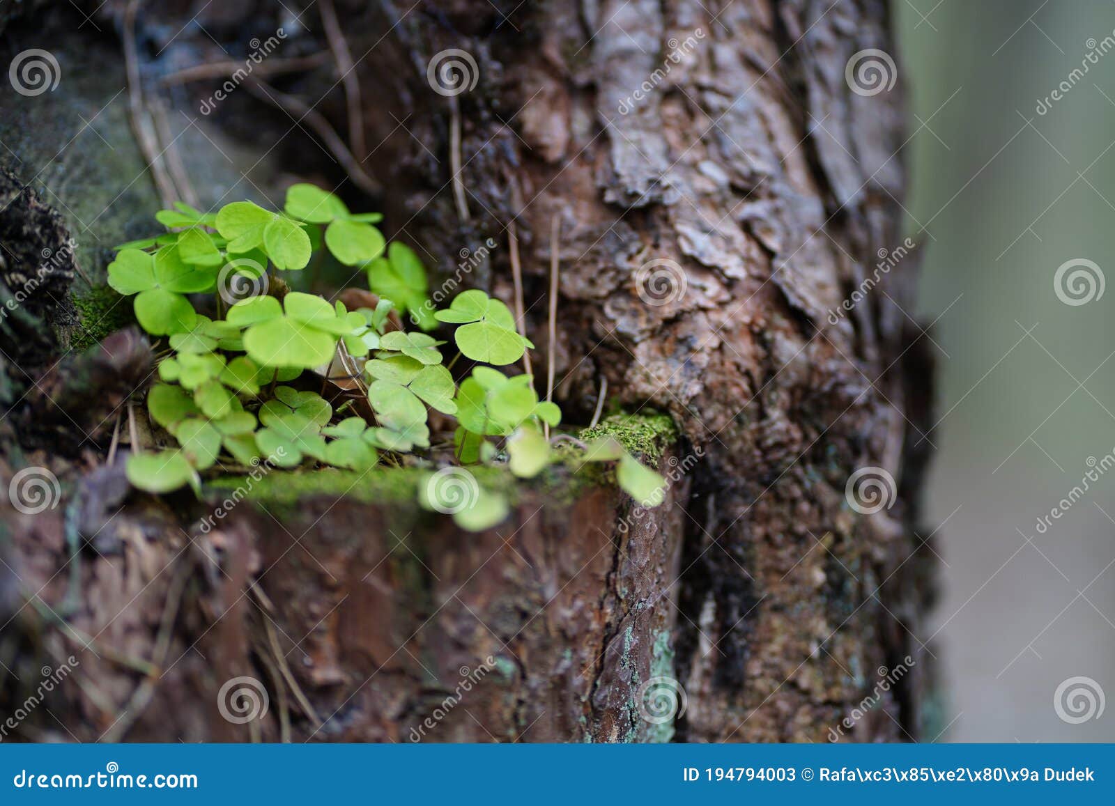 A limb growing on a tree stock image. Image of bark - 194794003