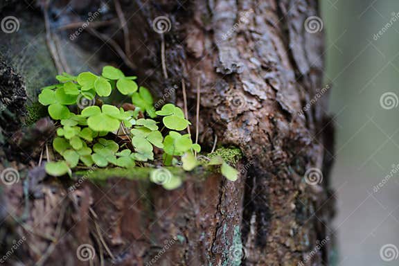 A limb growing on a tree stock image. Image of bark - 194794003