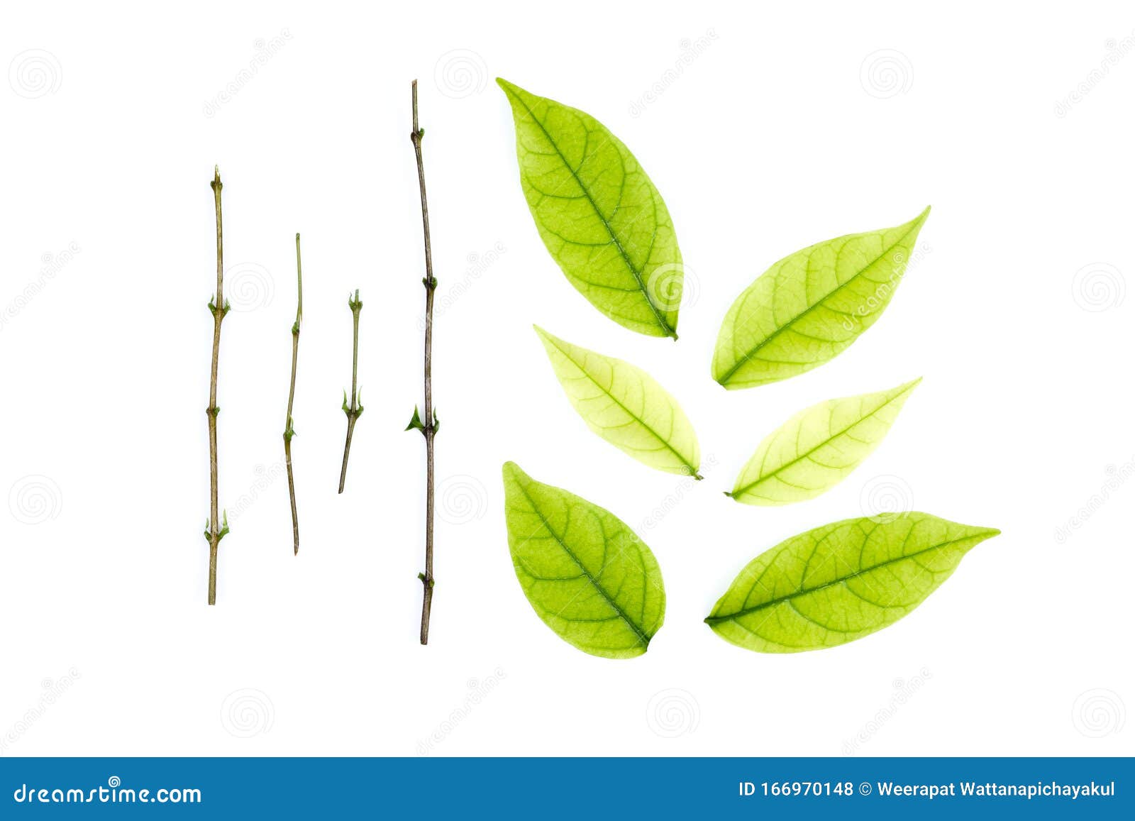 Limb and Leaves stock photo. Image of detail, stem, leaves - 166970148