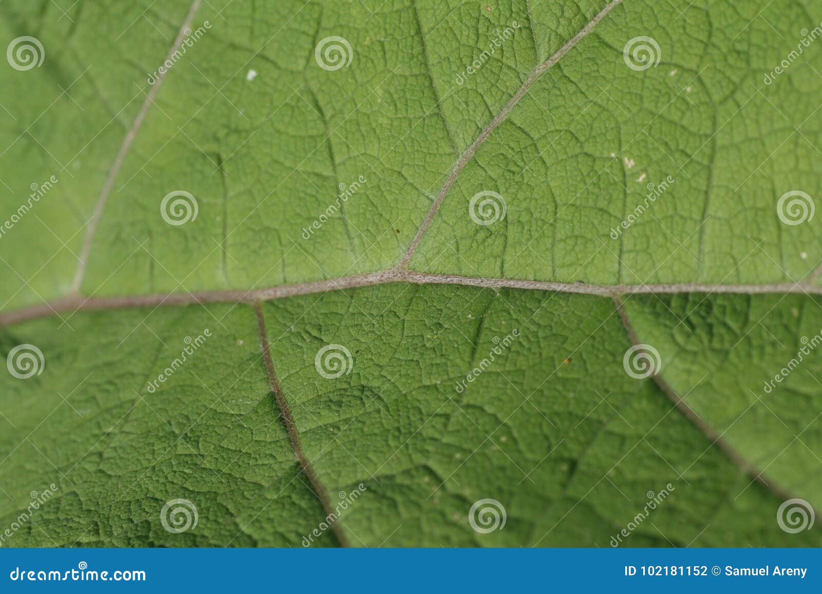 Limb and nerve of leaf stock photo. Image of season - 102181152