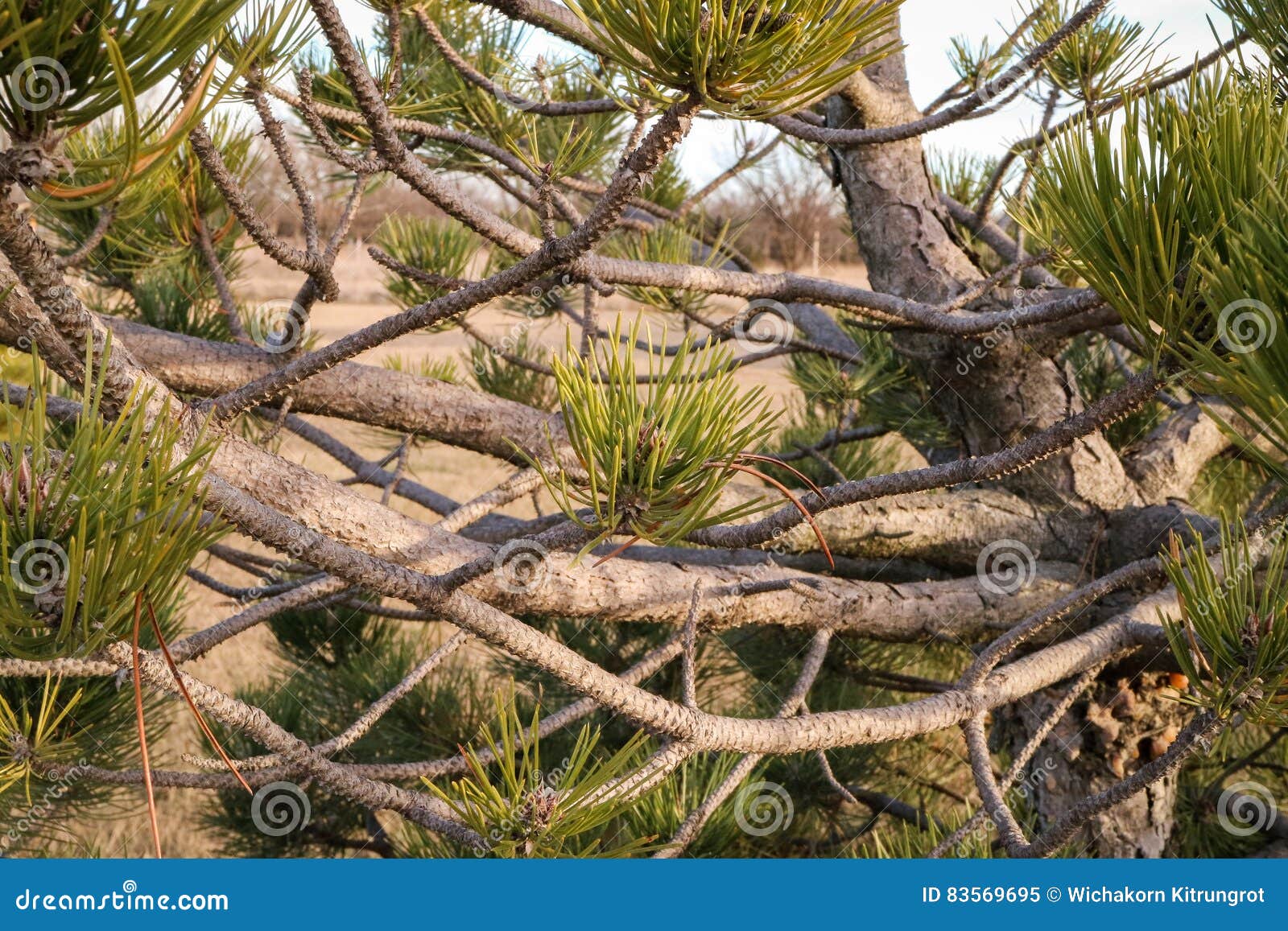 The limb of the tree stock image. Image of door, children - 83569695