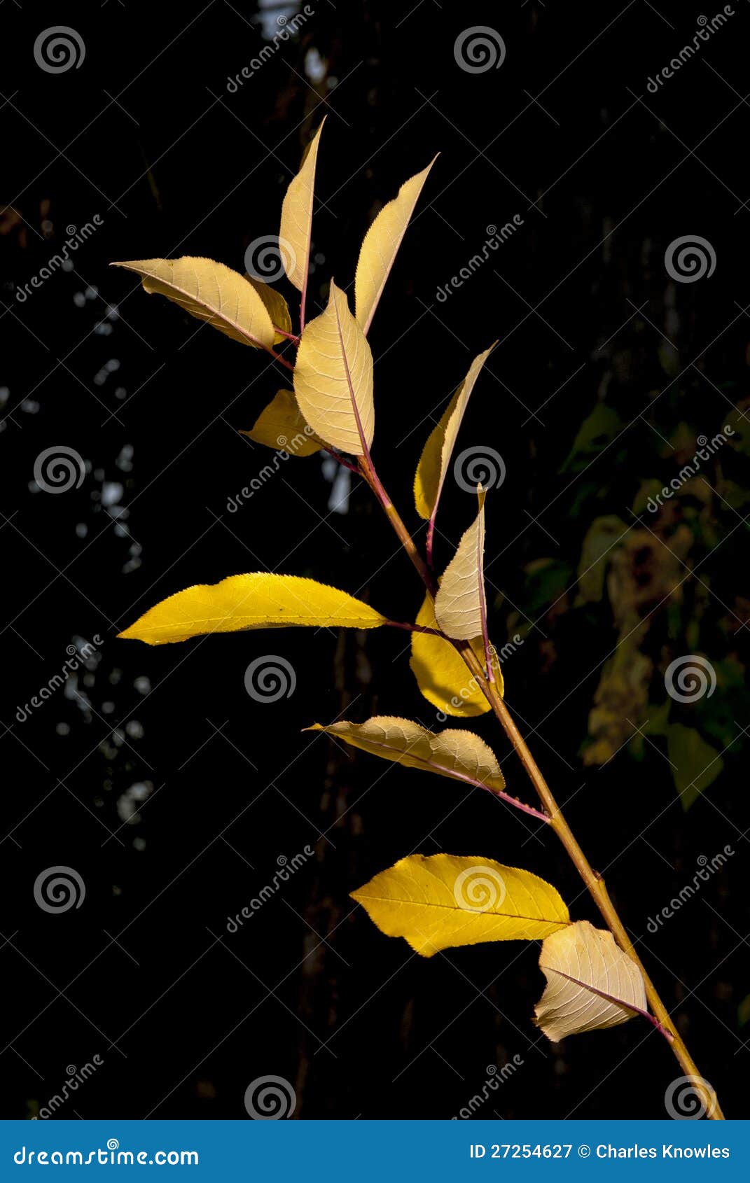 Limb from a Tree with Yellow Leaves Stock Image - Image of branch ...