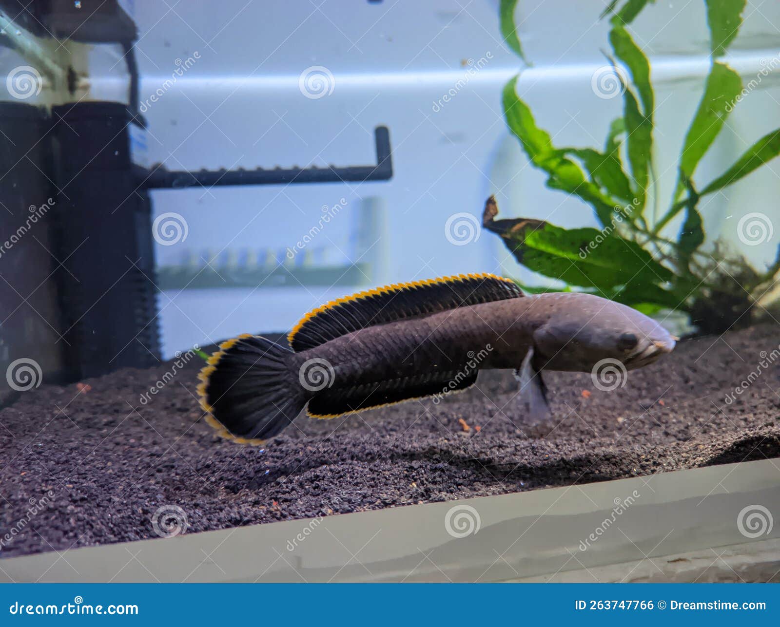 Limbata from Indonesia Local Javanese Fish Stock Photo - Image of fish ...