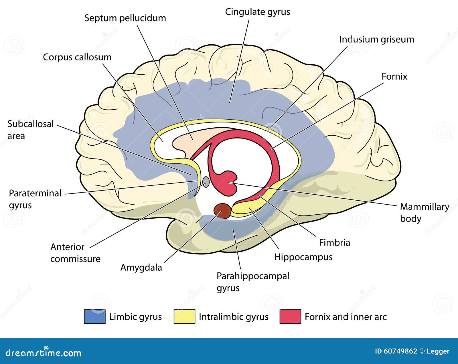 The limbic system stock vector. Illustration of drawing - 60749862 The limbic system stock vector. Illustration of drawing - 60749862