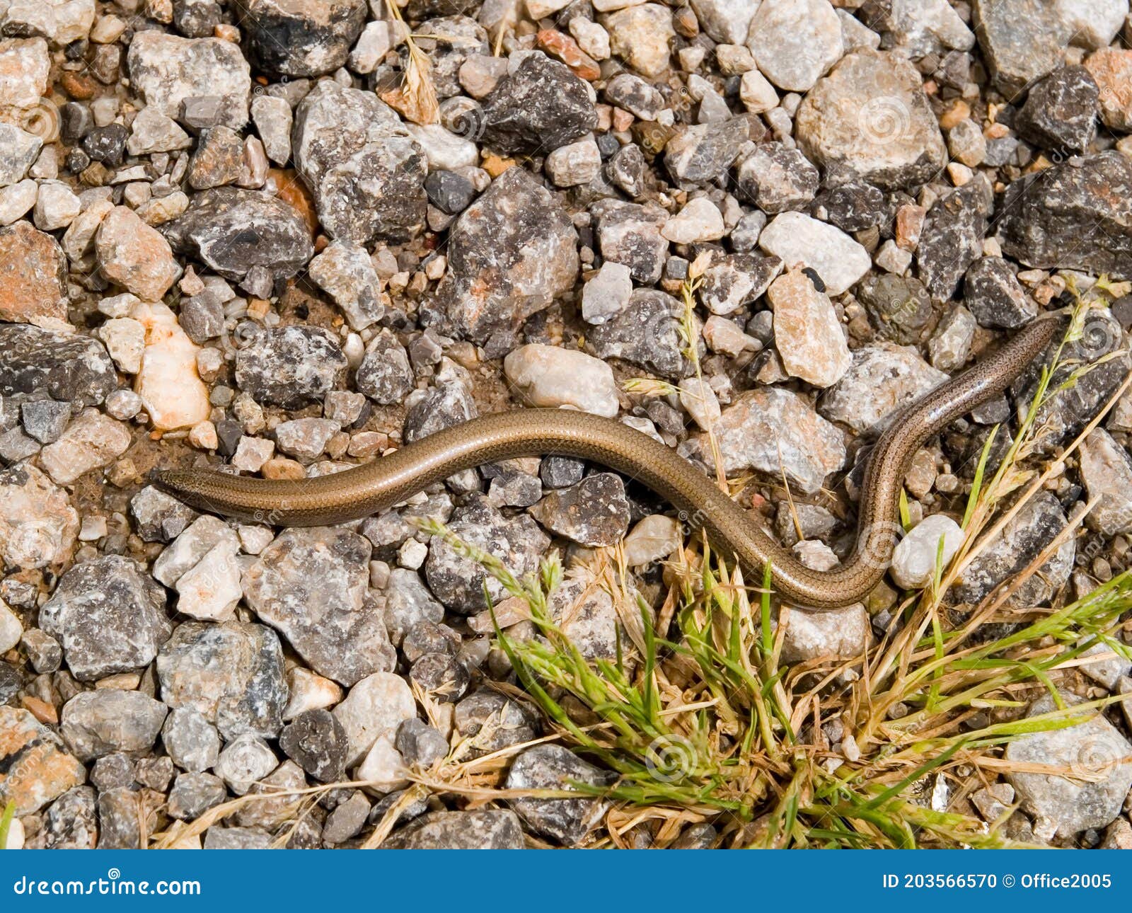 Limbless Skink Ophiomorus Punctatissimus Foto de archivo - Imagen de ...