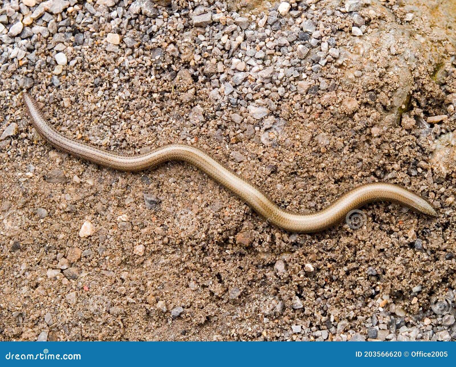 Limbless Skink Ophiomorus Punctatissimus Foto de archivo - Imagen de ...