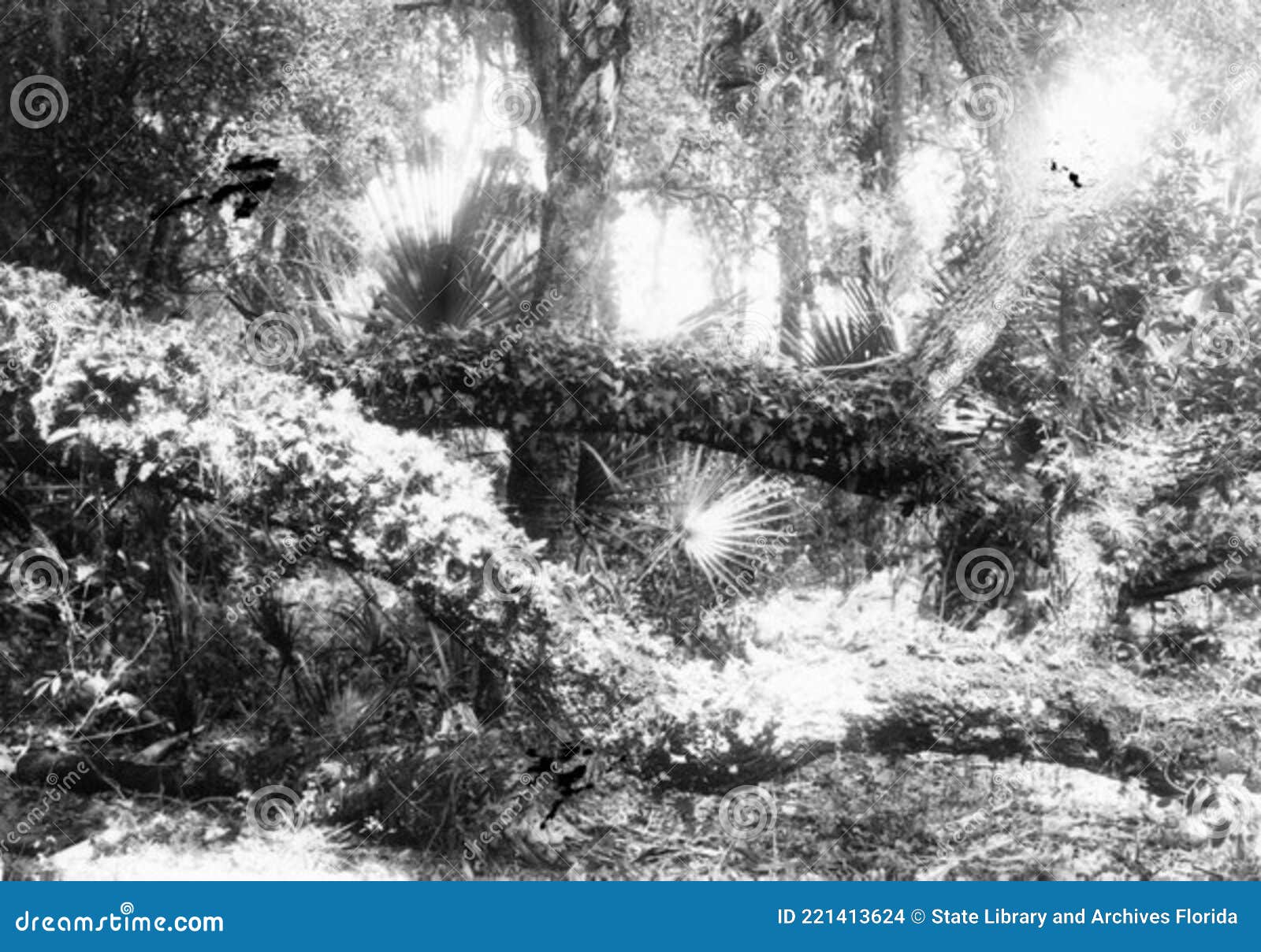 Limbs Covered With Polypodium Polypodioides - Coronado Beach (New ...