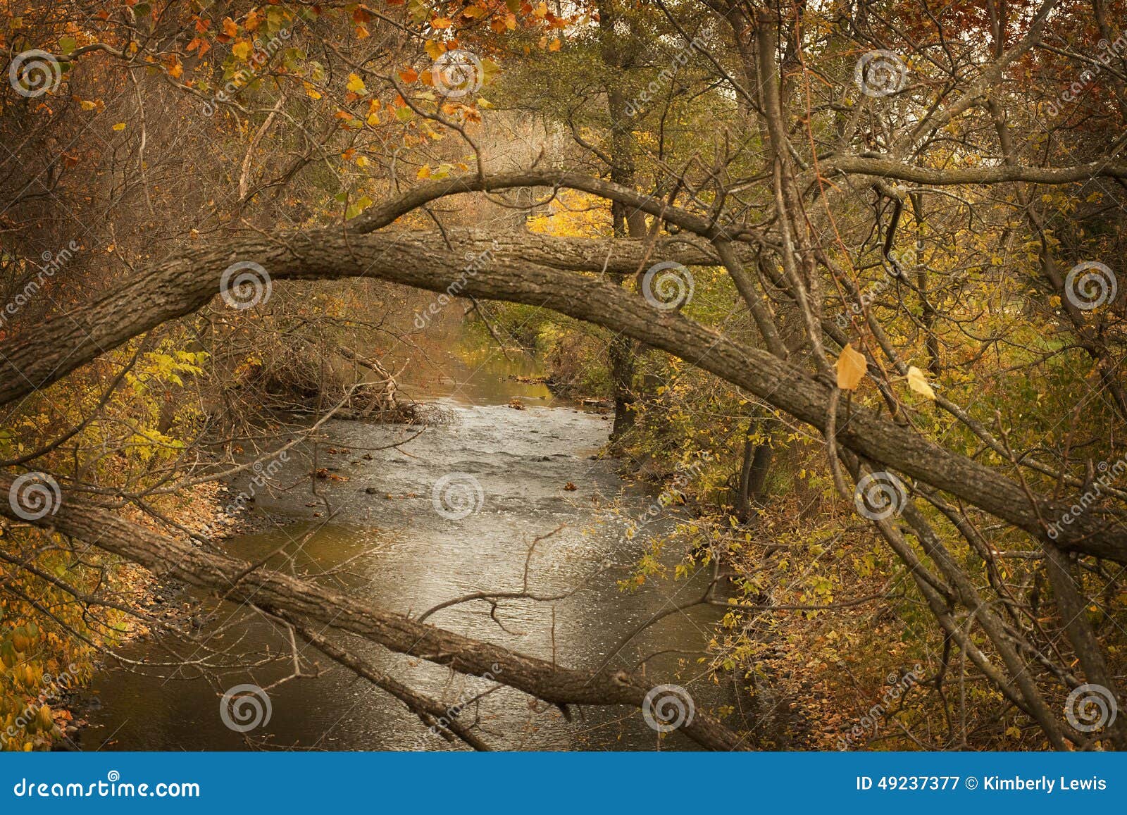 Limbs of a Tree Over a Creek in the Fall. Stock Image - Image of autumn ...