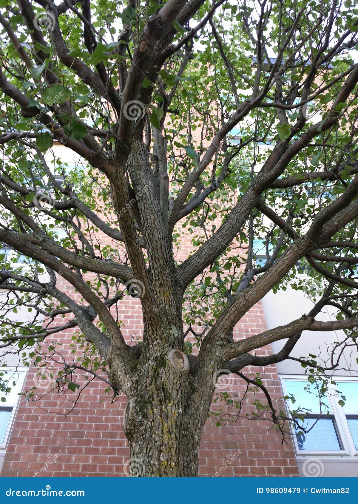 Limbs of a tree stock image. Image of branches, tree - 98609479