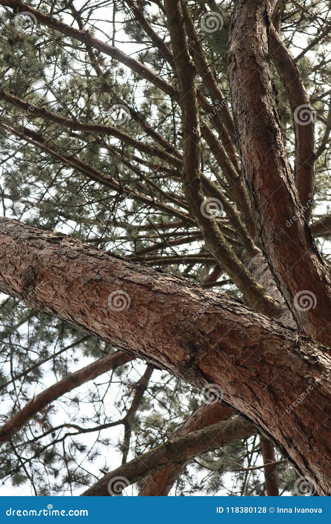 Limbs, zoom stock photo. Image of bark, boughs, skies - 118380128