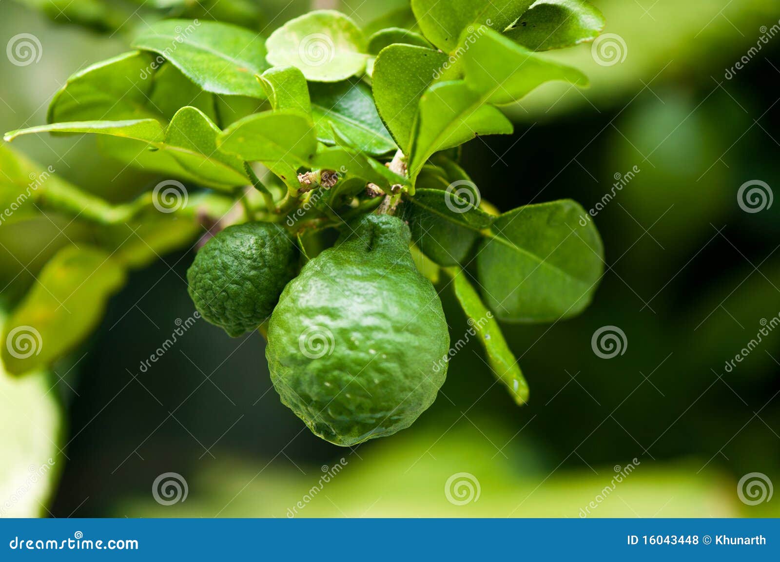 Lime stock photo. Image of nature, tasty, color, fresh - 16043448