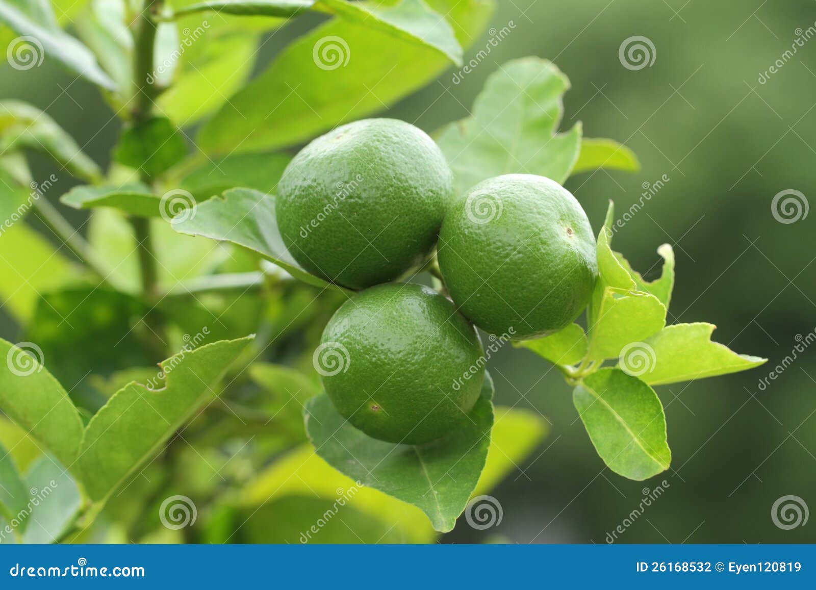 Lime stock photo. Image of food, nature, natural, ingredient - 26168532