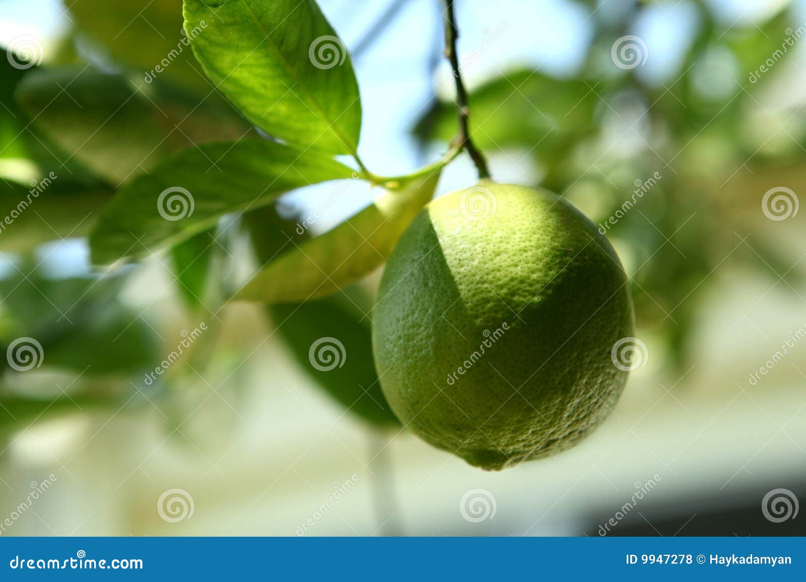 Lime stock photo. Image of farm, drinks, farms, colour - 9947278