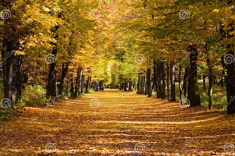 Lime alley in fall stock image. Image of wood, dvur, leaf - 15574955