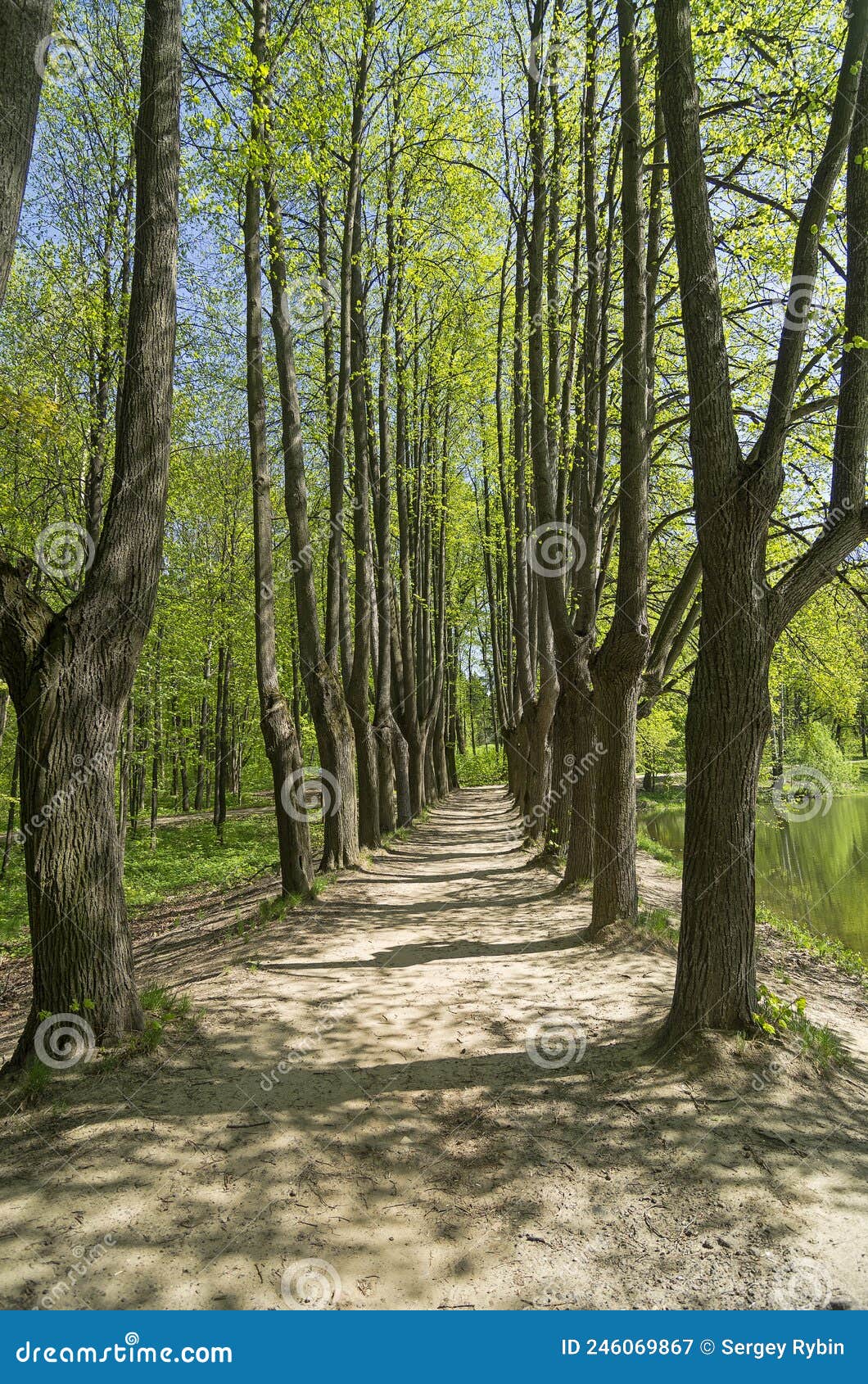 Lime Alley on the Shore of the Pond Stock Image - Image of tree, path ...