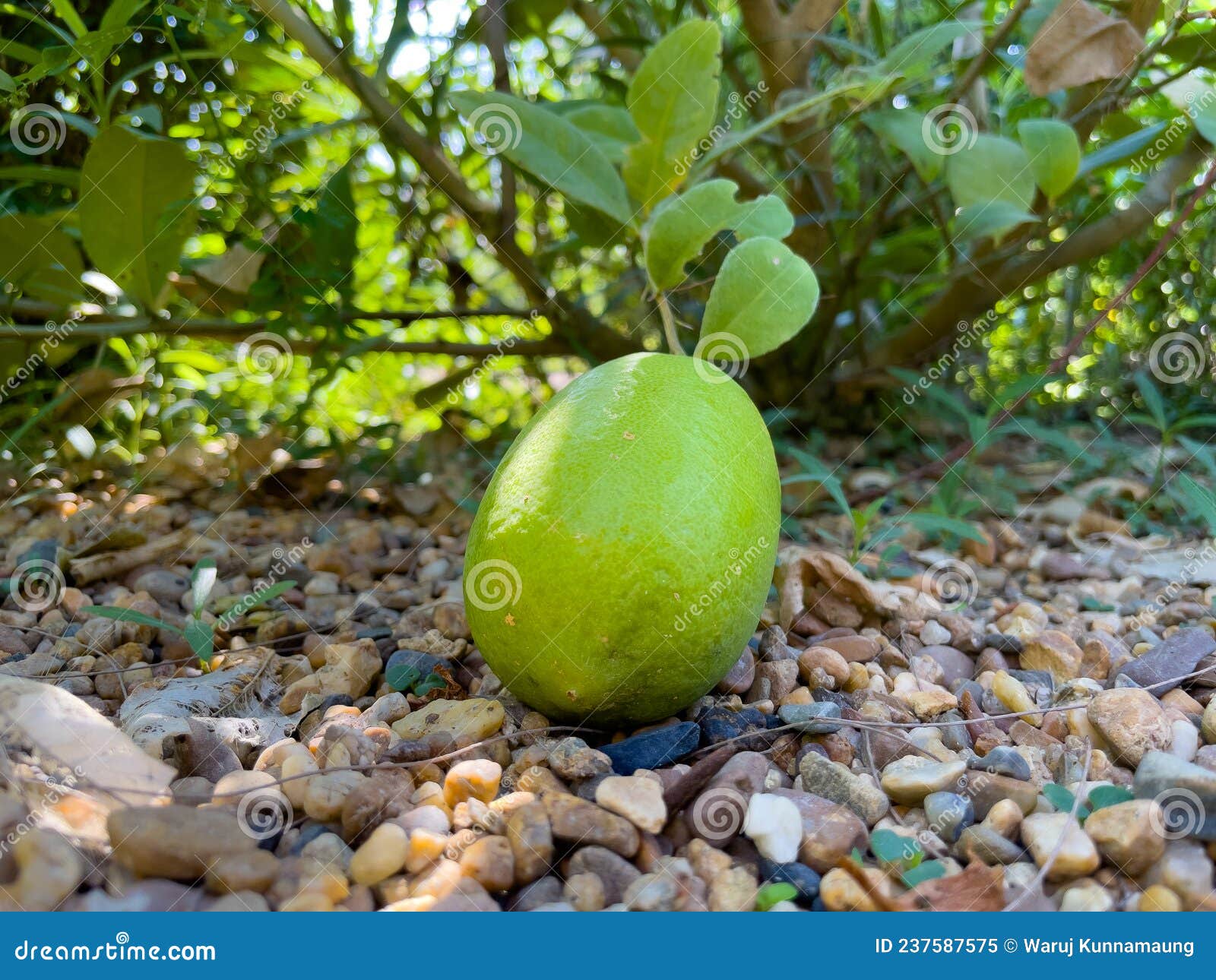 Lemons Bear Fruit on the Base of the Tree. Stock Image - Image of bear ...