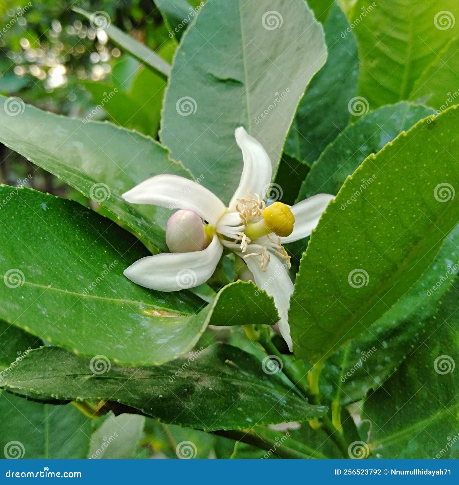 Lime blossom stock photo. Image of blossom, fresh, food - 256523792