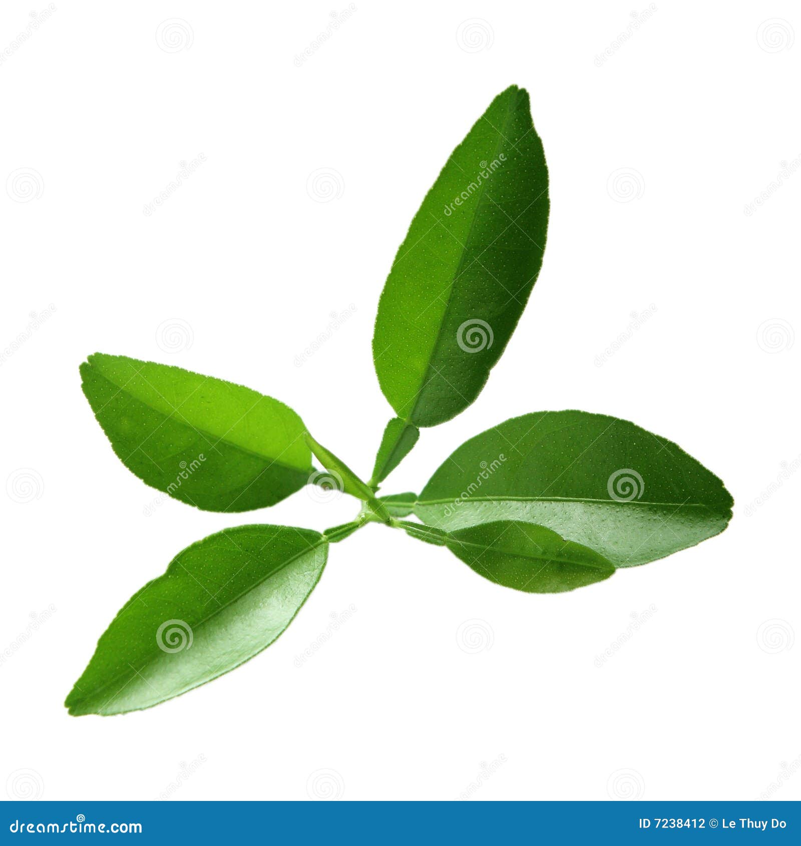 Lime branch stock photo. Image of concept, garden, environment - 7238412