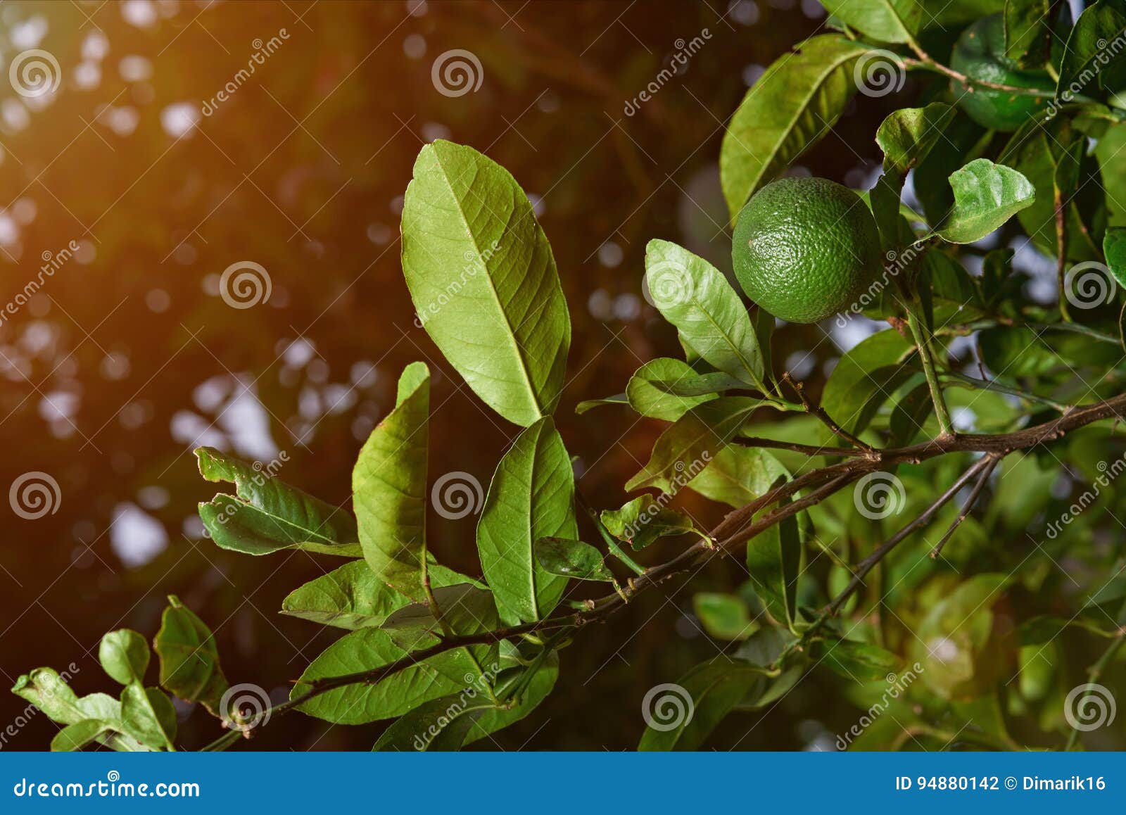 Lime branch with lemon stock photo. Image of leaf, acid - 94880142