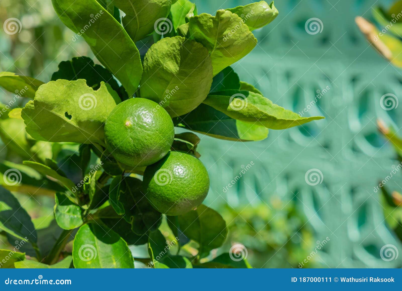 2 Lime on a Branch on a Lemon Tree Stock Image - Image of gardening ...