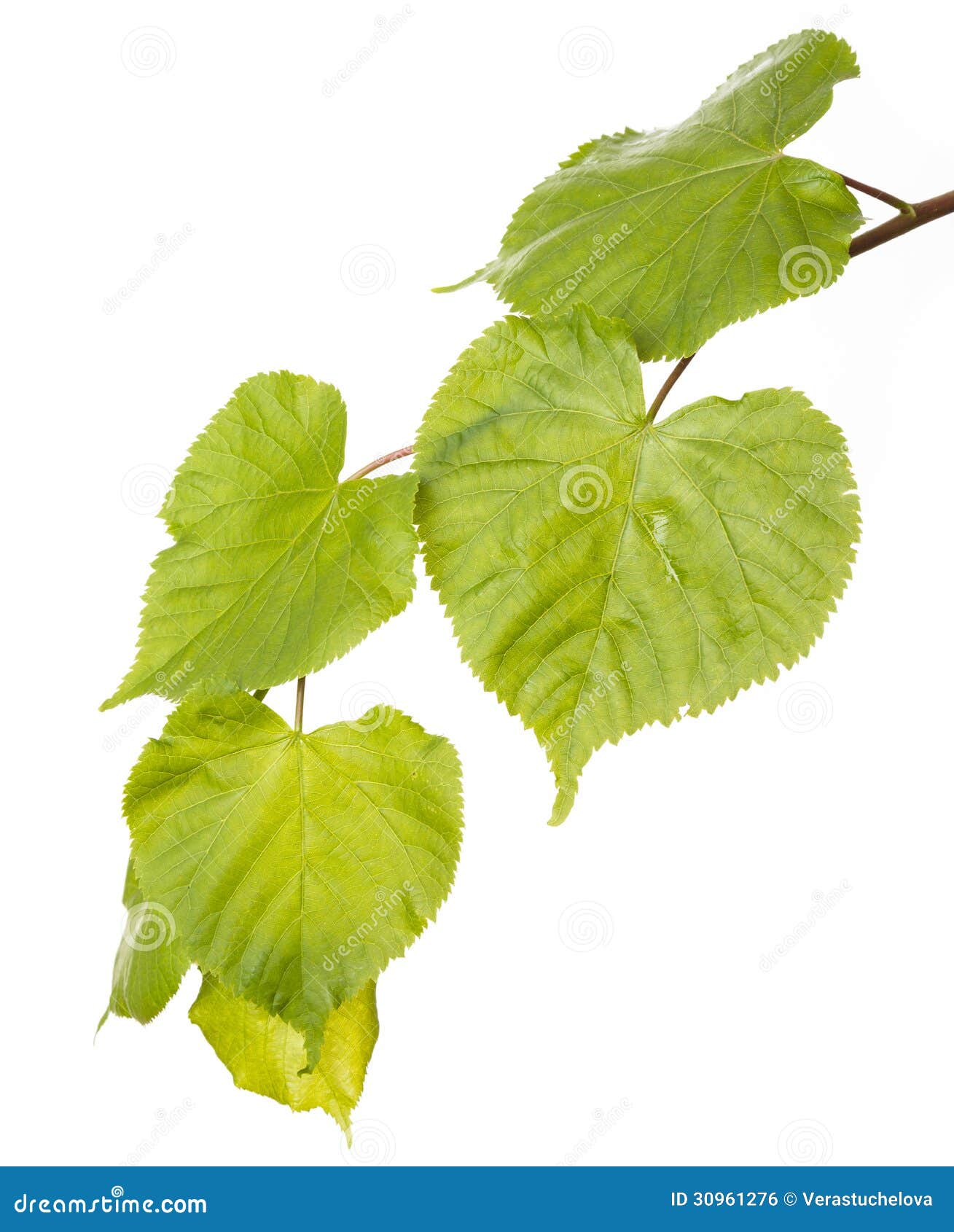 Lime branch stock photo. Image of young, closeup, close - 30961276