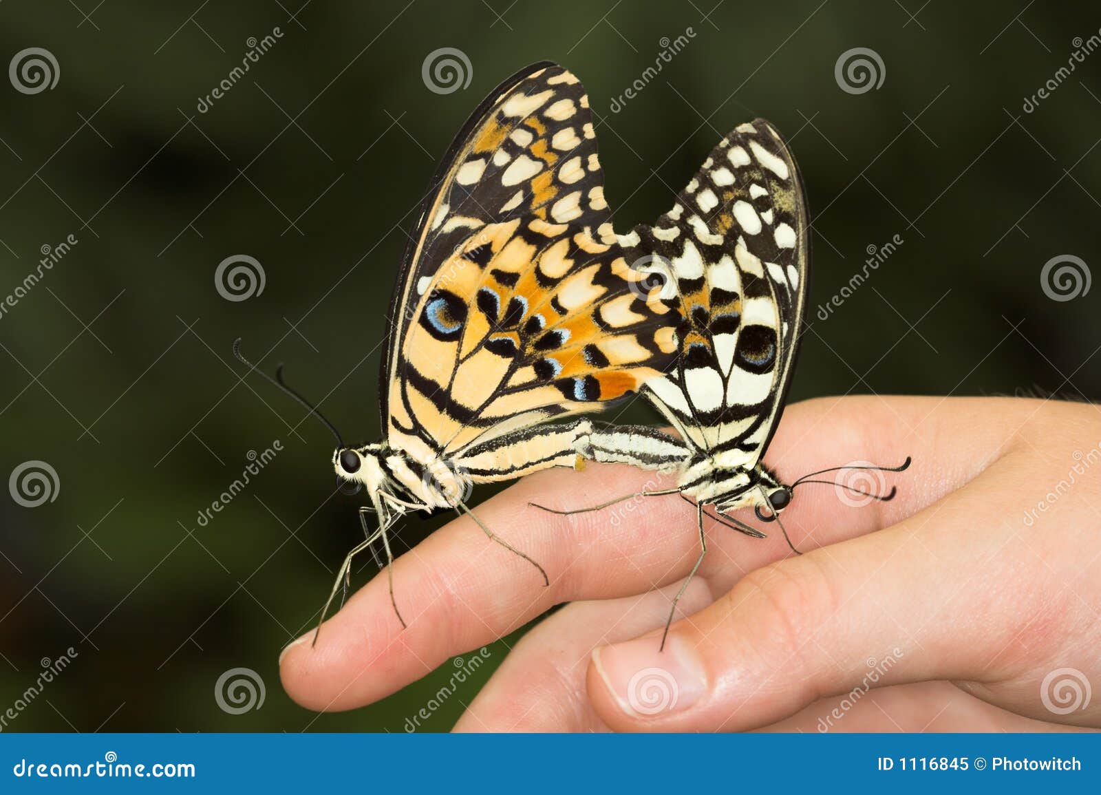 Lime butterfly stock image. Image of papillon, malayanus - 1116845