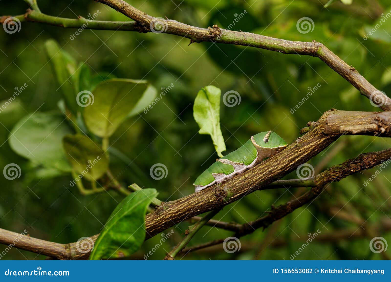 The Lime Butterfly Worm Papilio Demoleus Malayanus Wallace on Branch of ...