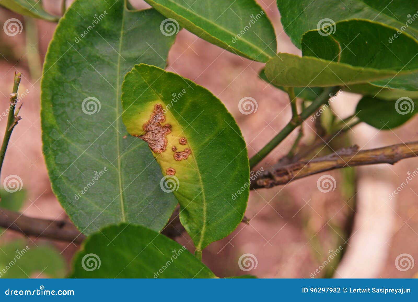 Lime Canker Disease Causes By Bacteria,fruit Canker Royalty-Free Stock ...
