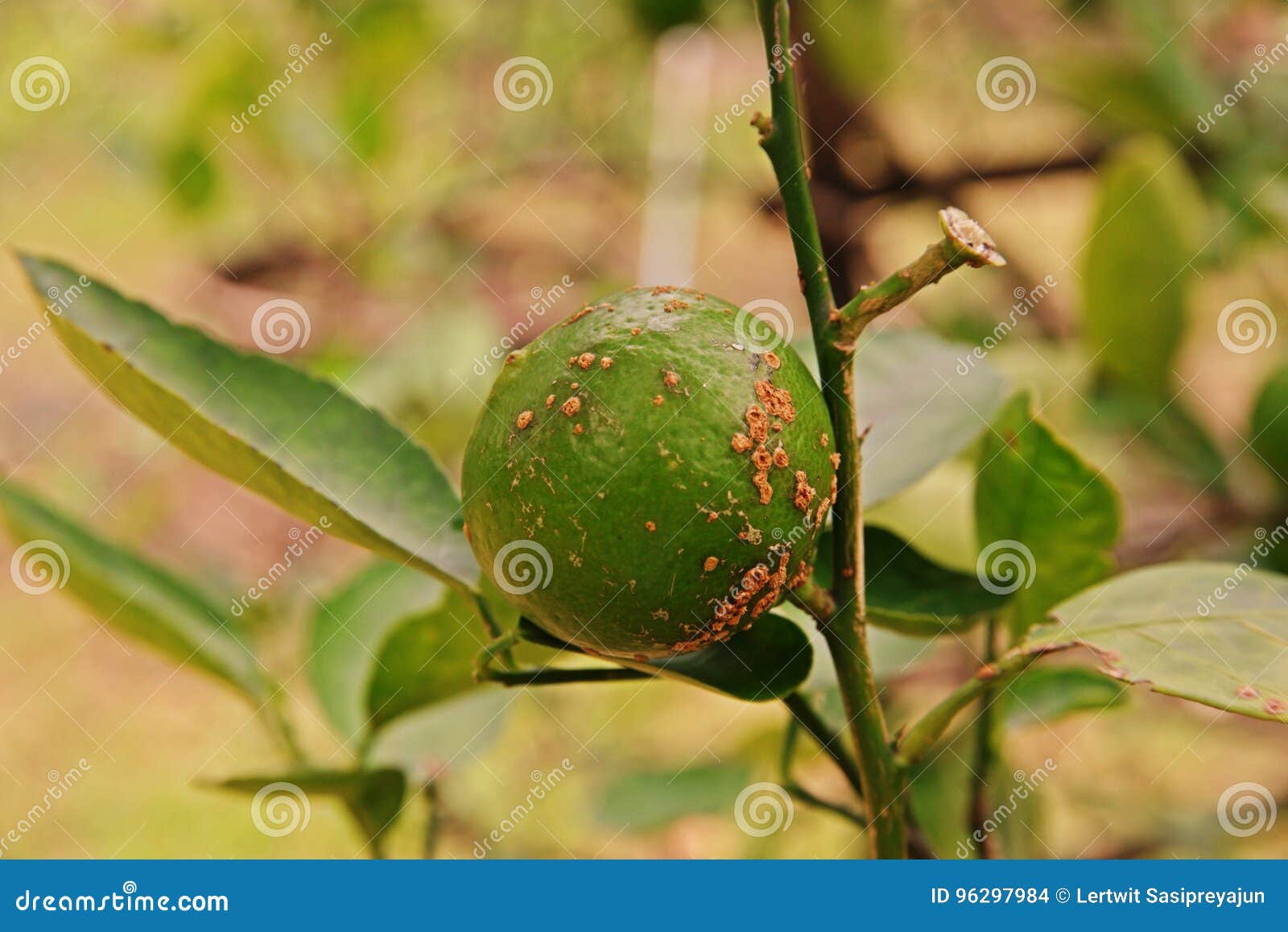 Lime Canker Disease Causes By Bacteria,fruit Canker Royalty-Free Stock ...