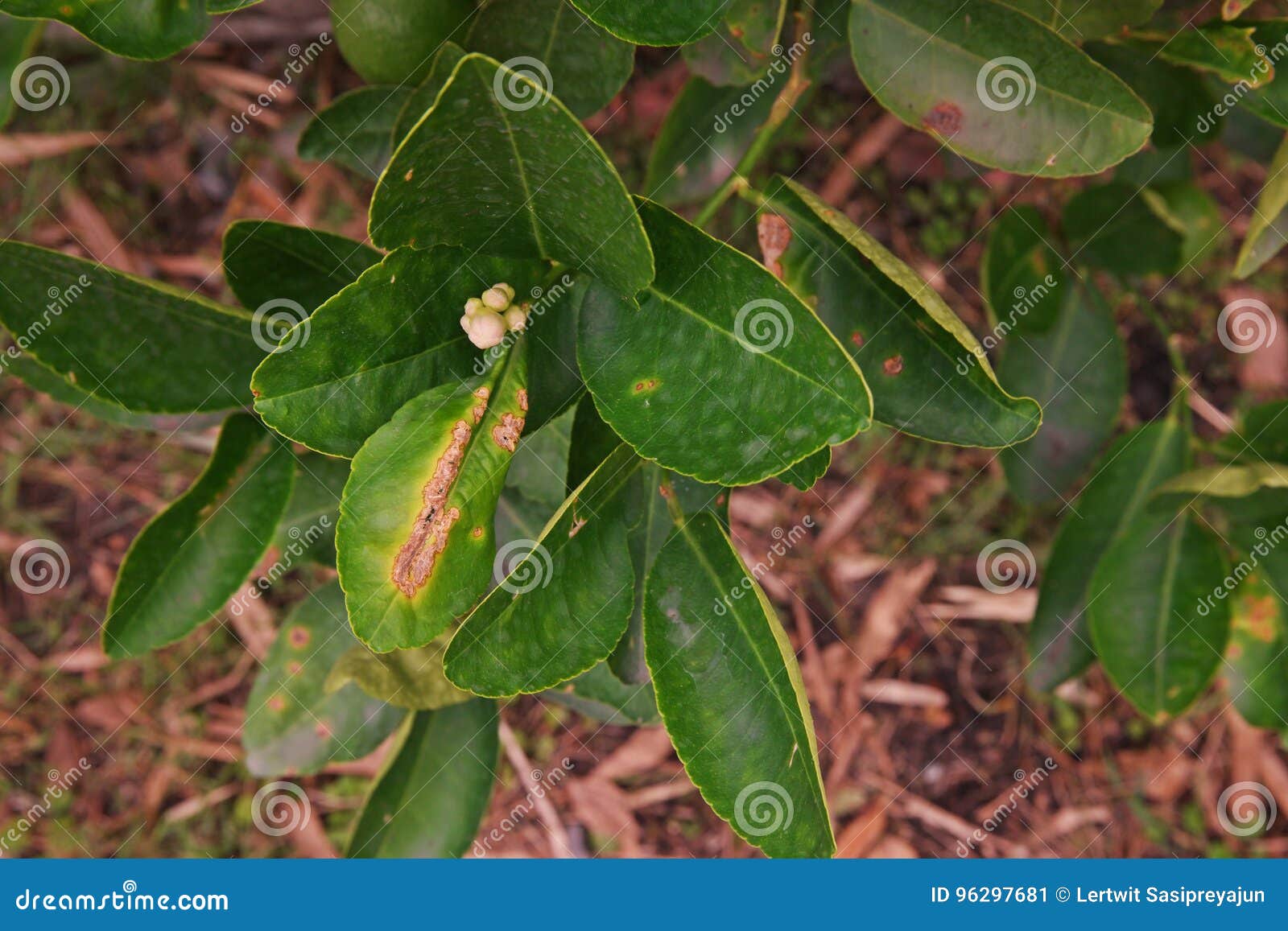 Lime Canker Disease Causes by Bacteria,leaf Canker Stock Image - Image ...